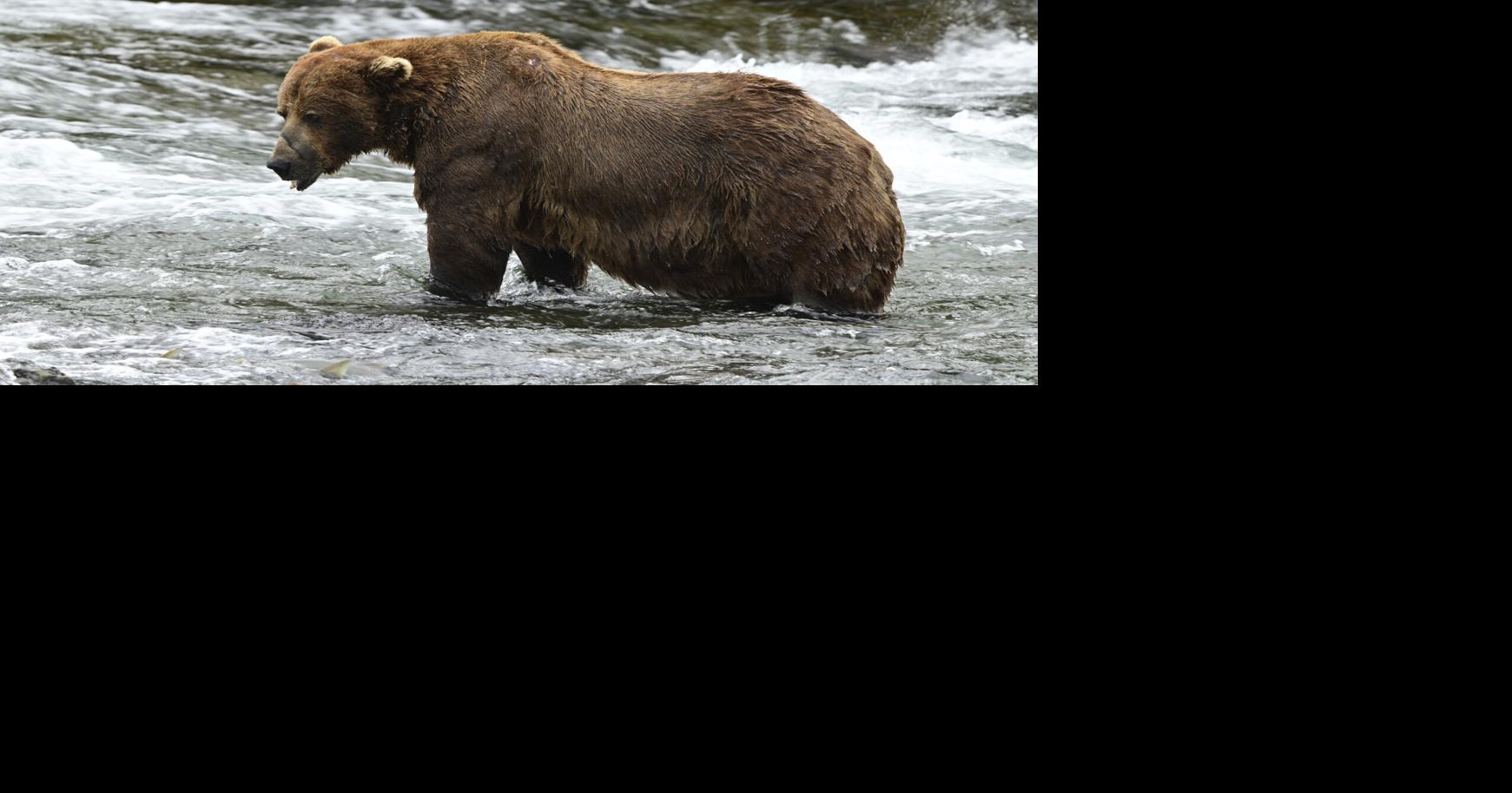 Chunk wins Alaska's popular Fat Bear Week contest