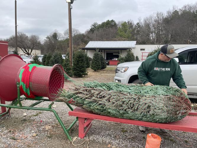O Christmas tree inflation: Danville sellers experience jump in prices ...