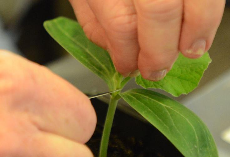 Institute grows science of English cucumber grafting