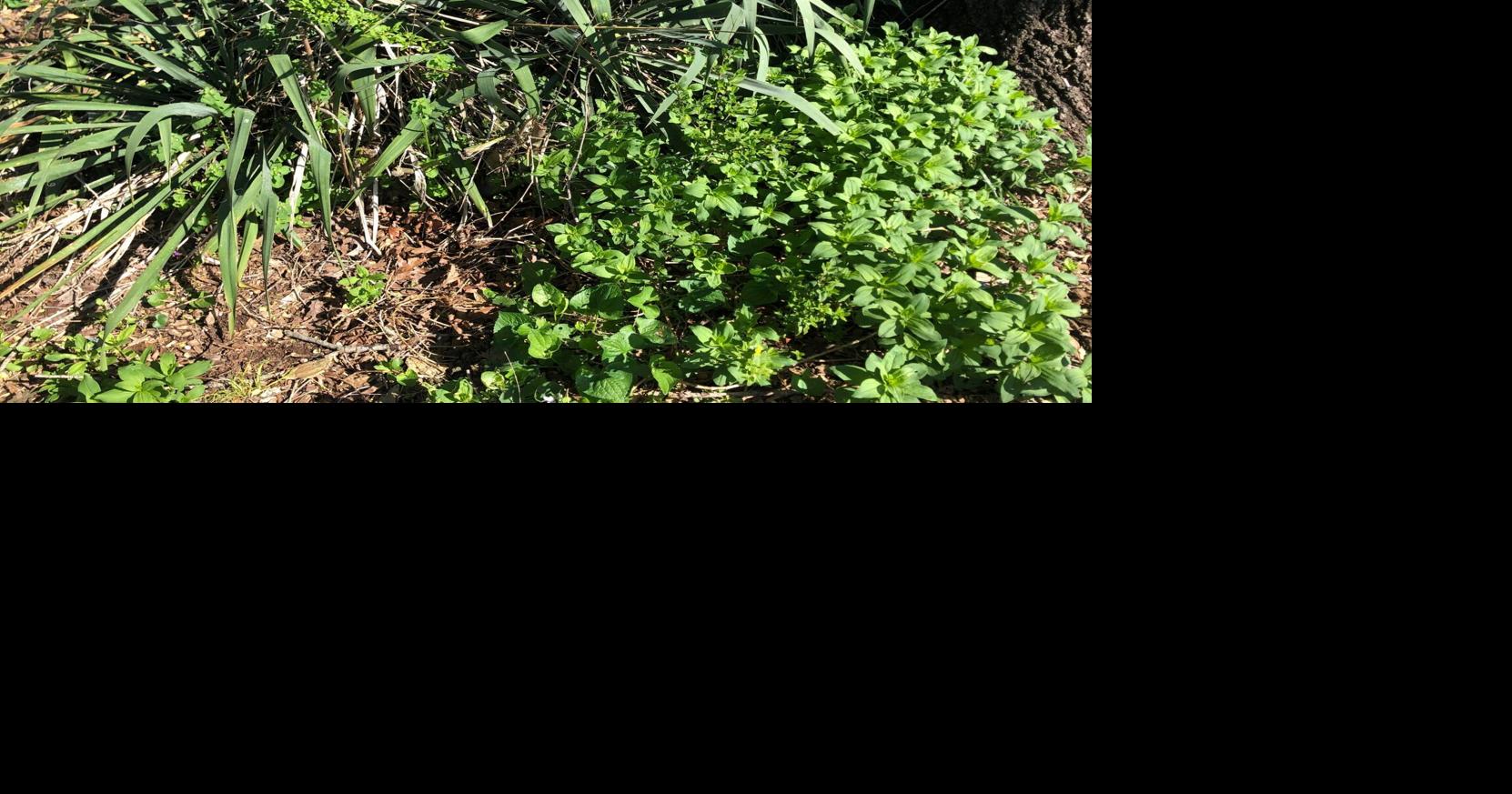 For success in the garden, aim for native plants of Southern Virginia