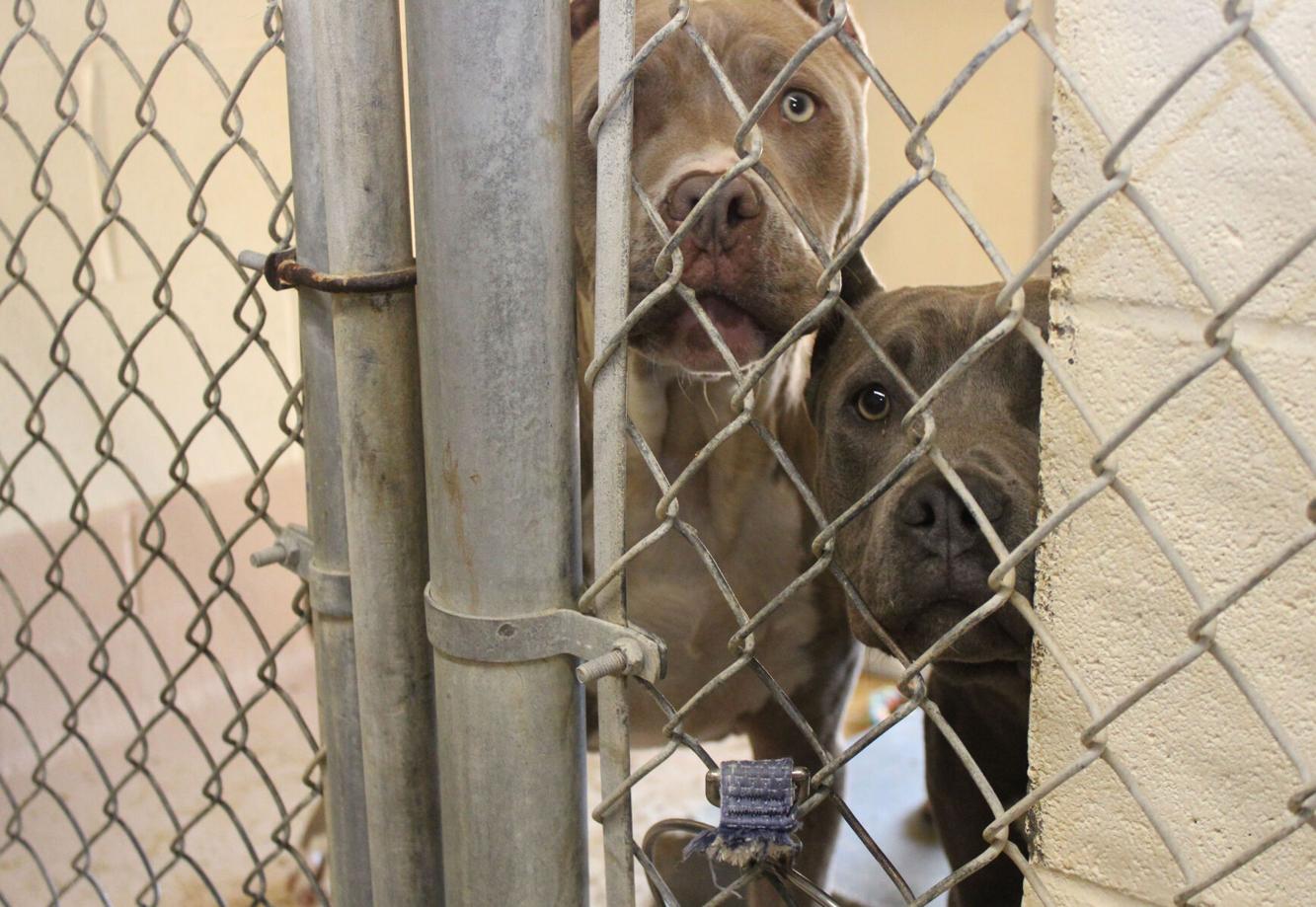 Critic of Danville Area Humane Society, calls for adoptions