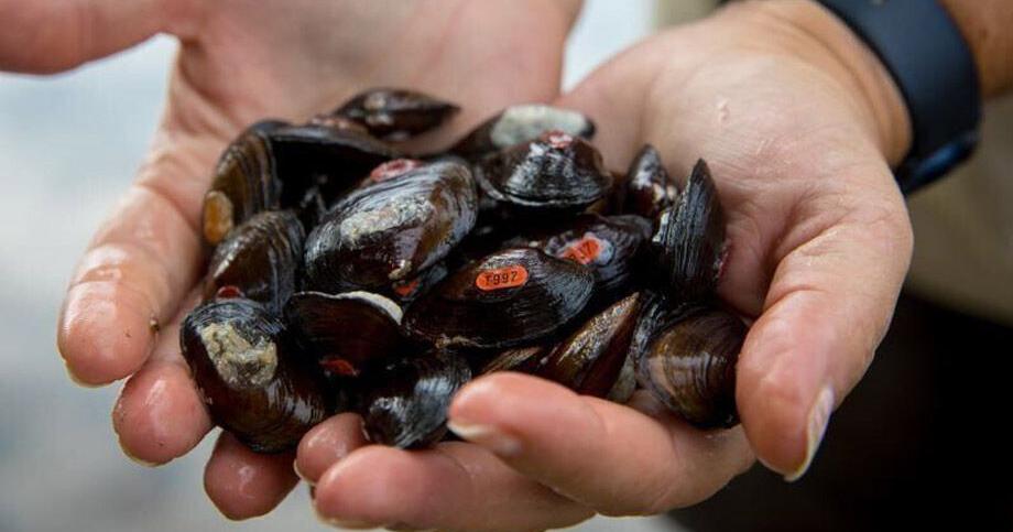 Mussel-ing ahead with a clean water effort