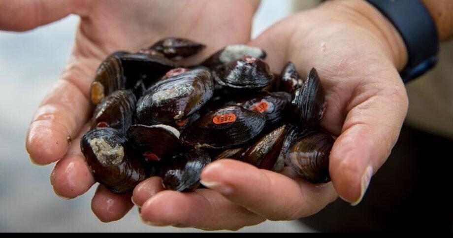 Mussel-ing ahead with a clean water effort