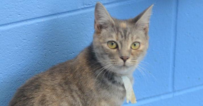 Special event lowers adoption fees at Pittsylvania Pet Center