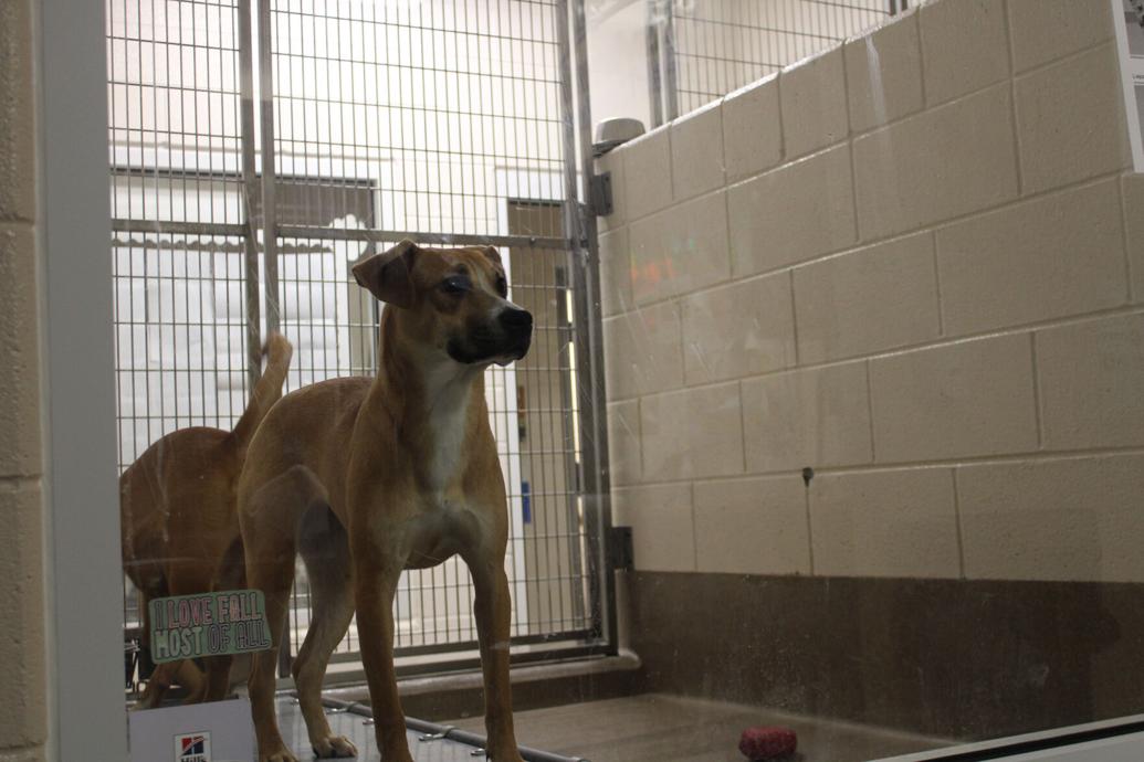 In Pittsylvania County, pet center faces overload of animals