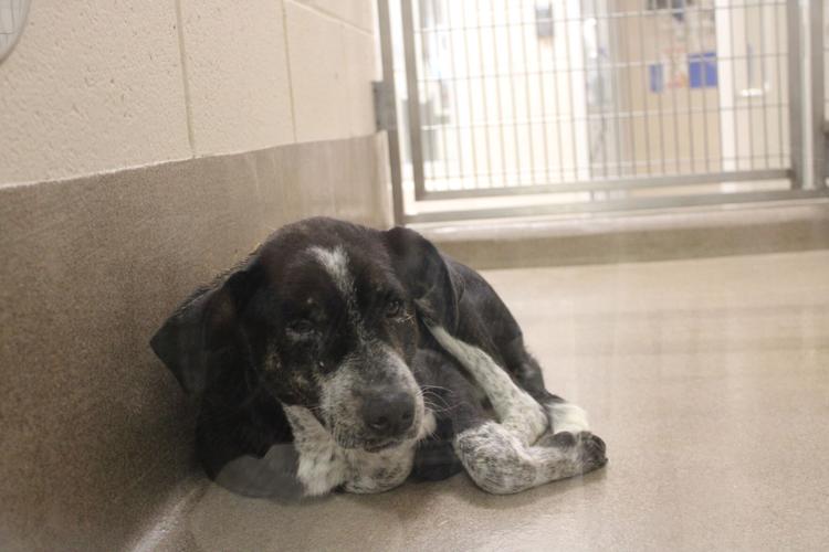 In Pittsylvania County, pet center faces overload of animals