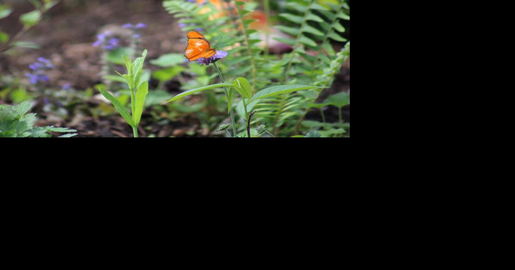 Creatures flutter back to Danville Science Center for Butterfly Hello
