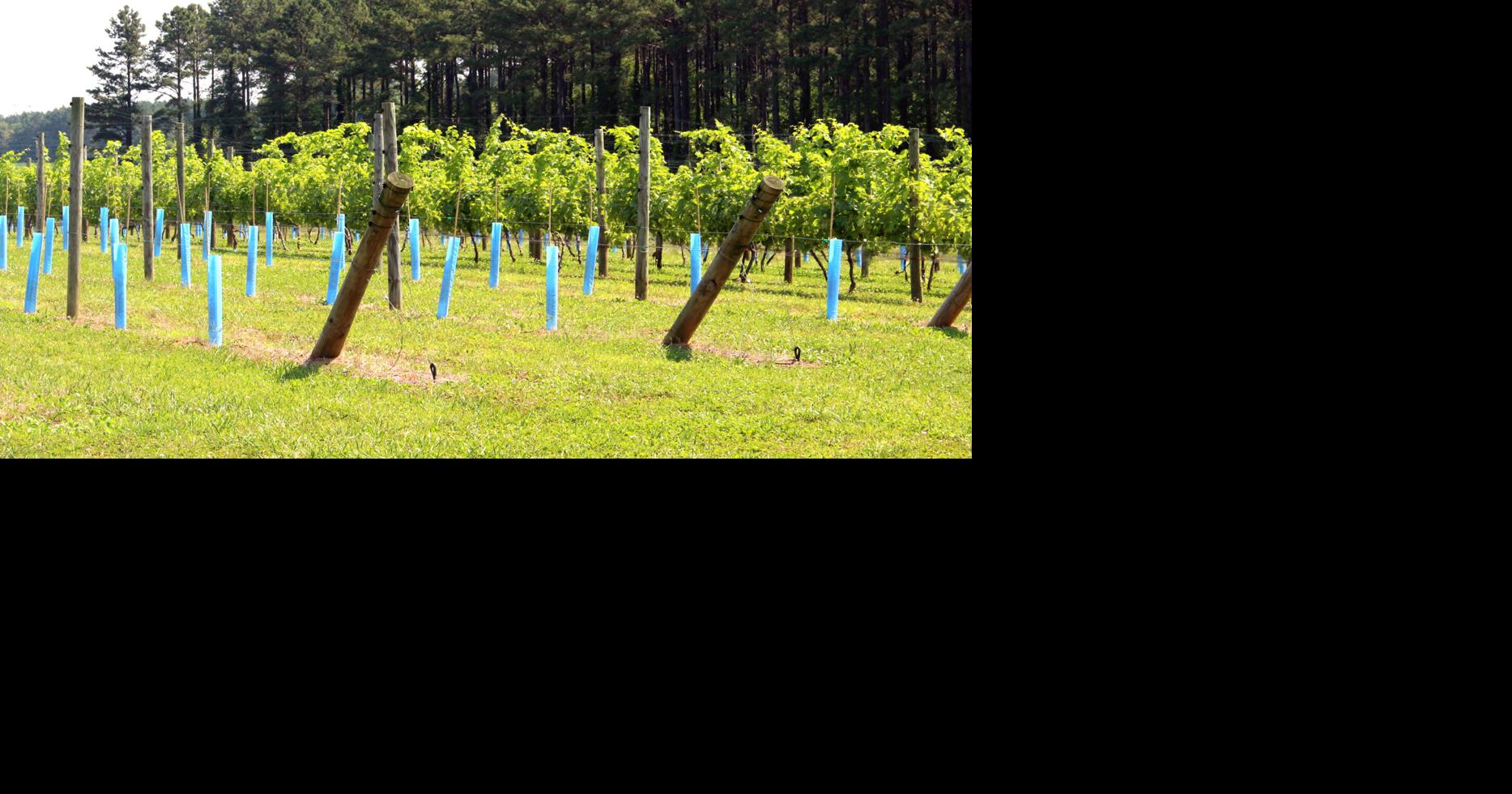 Grants aim to get grape production growing in Dan River Region, beyond