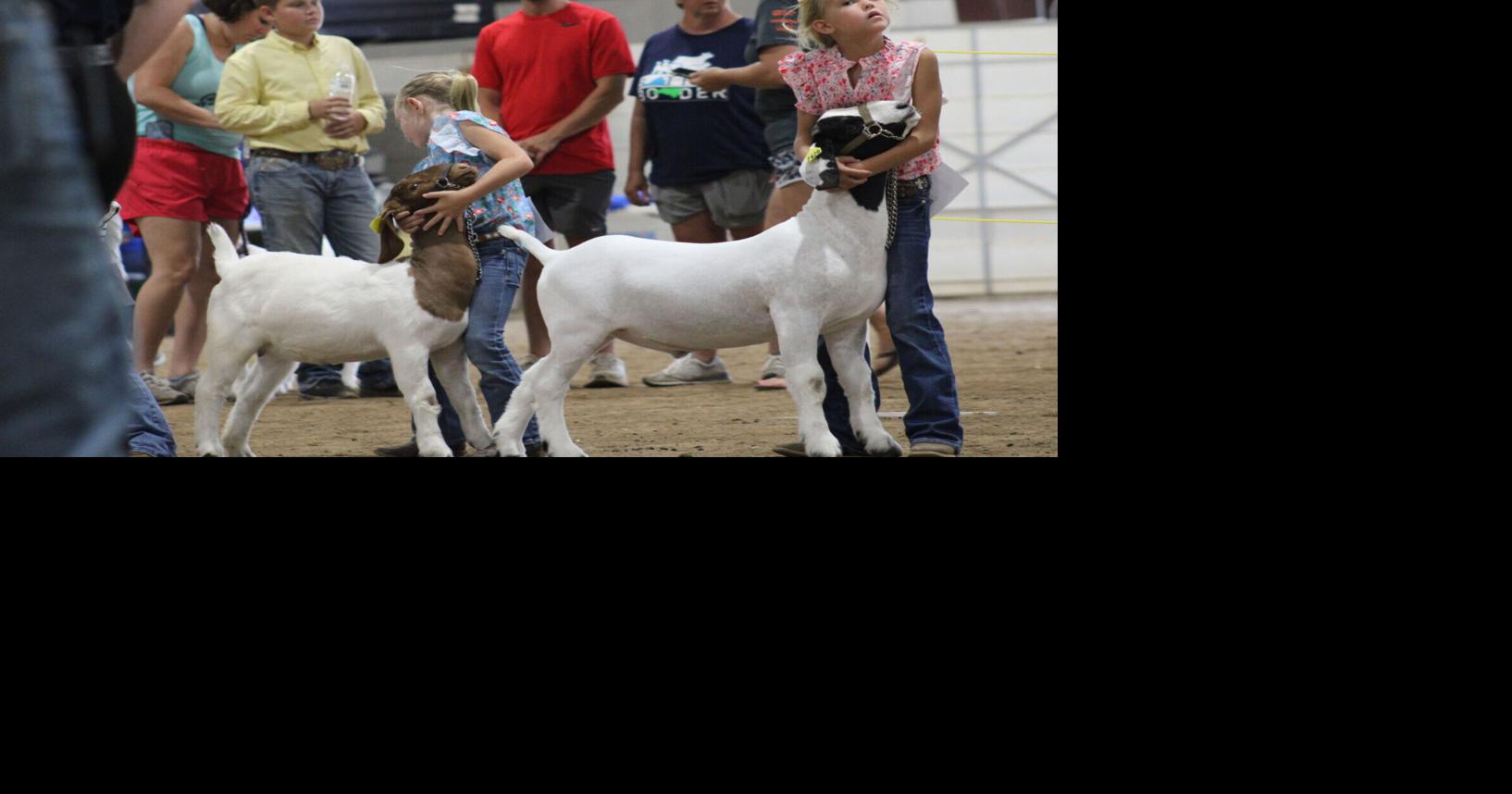 Hogs, goats, pigs strut around in Chatham