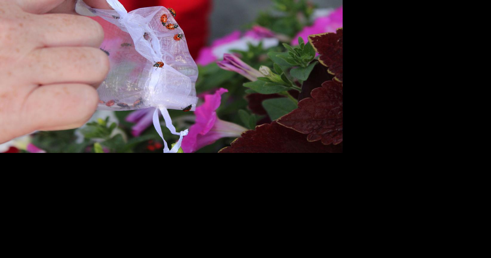 Thousands of ladybugs released in Danville