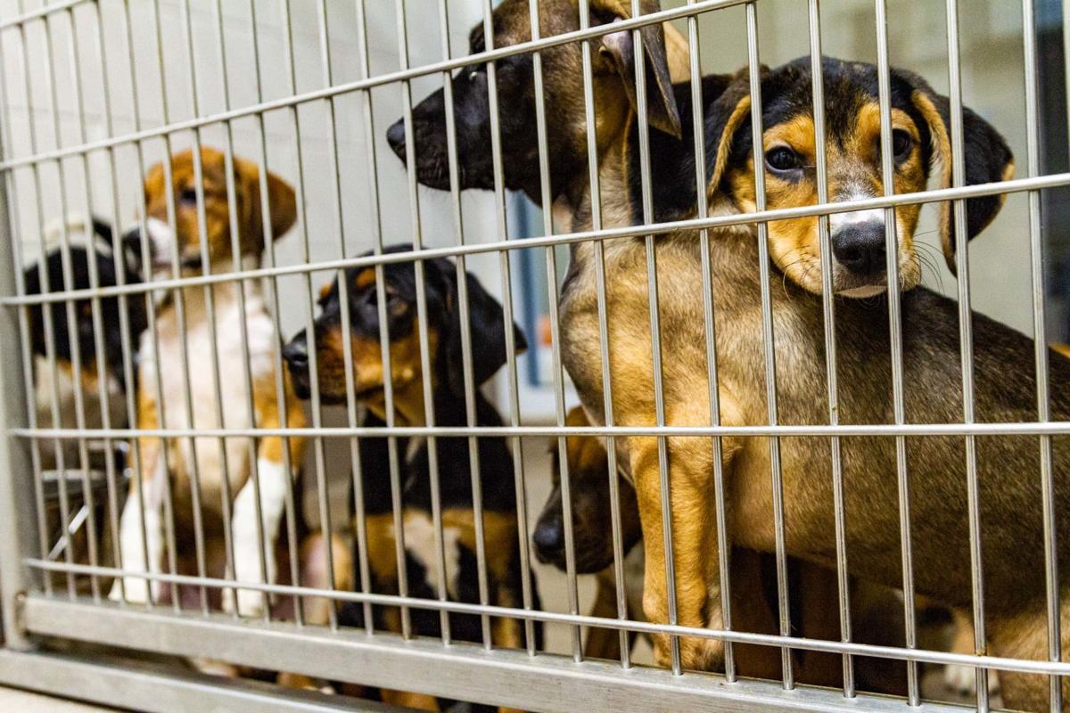 Pittsylvania center embarks on education in prevention for pet owners