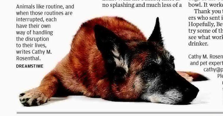 Dog indifferent to previous owners