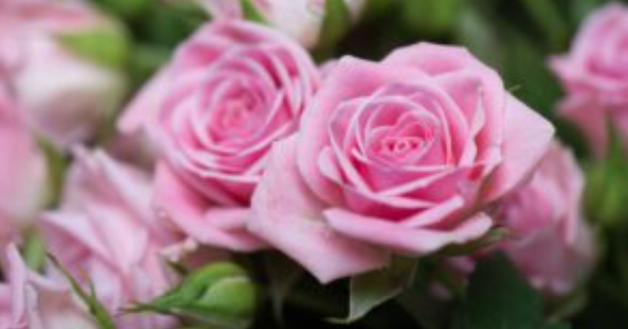 Sharon Lanford Morton | Obituaries | golaurens.com
