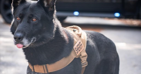 Laurens County Sheriff’s Office celebrates K9 Remus’ retirement | News ...
