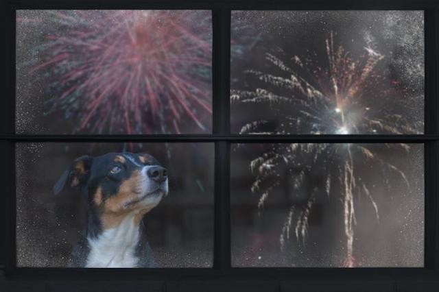 Fireworks Pet Safety: Helping Dogs and Cats Stay Calm This Summer ...