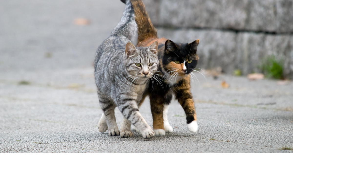 Holmes Veterinary Hospital hosting feral cat spay/neuter event | News ...