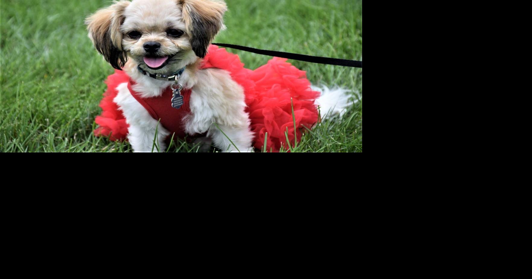 Entries now being accepted for Pooch Parade in Laurens | News ...