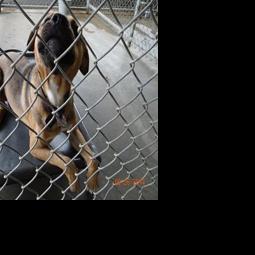 Laurens County Animal Control: Pet of the Week | News | golaurens.com