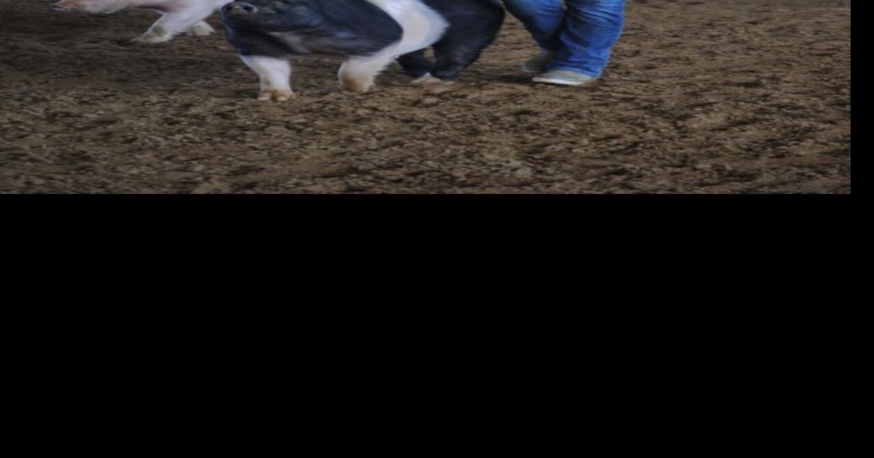 LDHS junior earns Senior Showman Champion buckle | News | golaurens.com