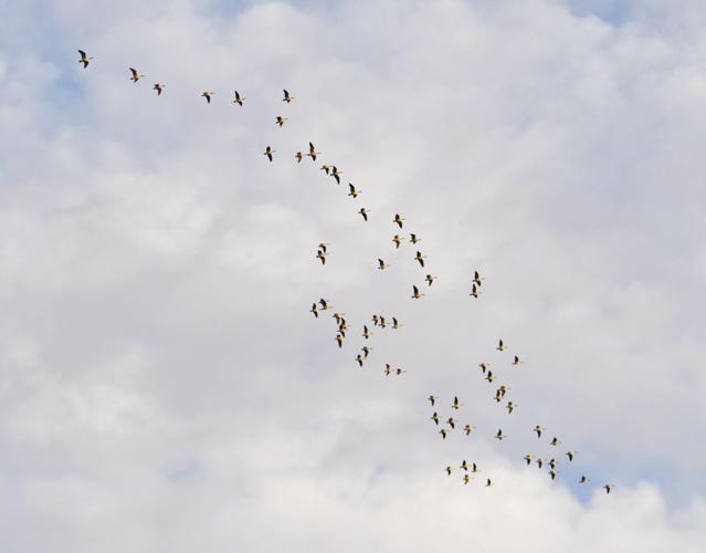 birds close ickleton