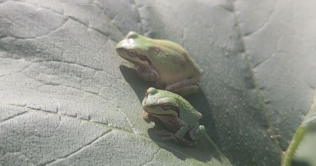 The lowly frog rises to heights in bug control | Features ...