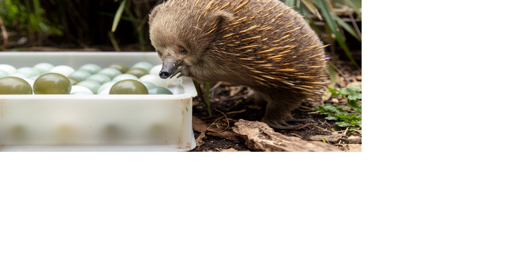 Echidna named Snoopy marks 40 years at a sanctuary | National ...