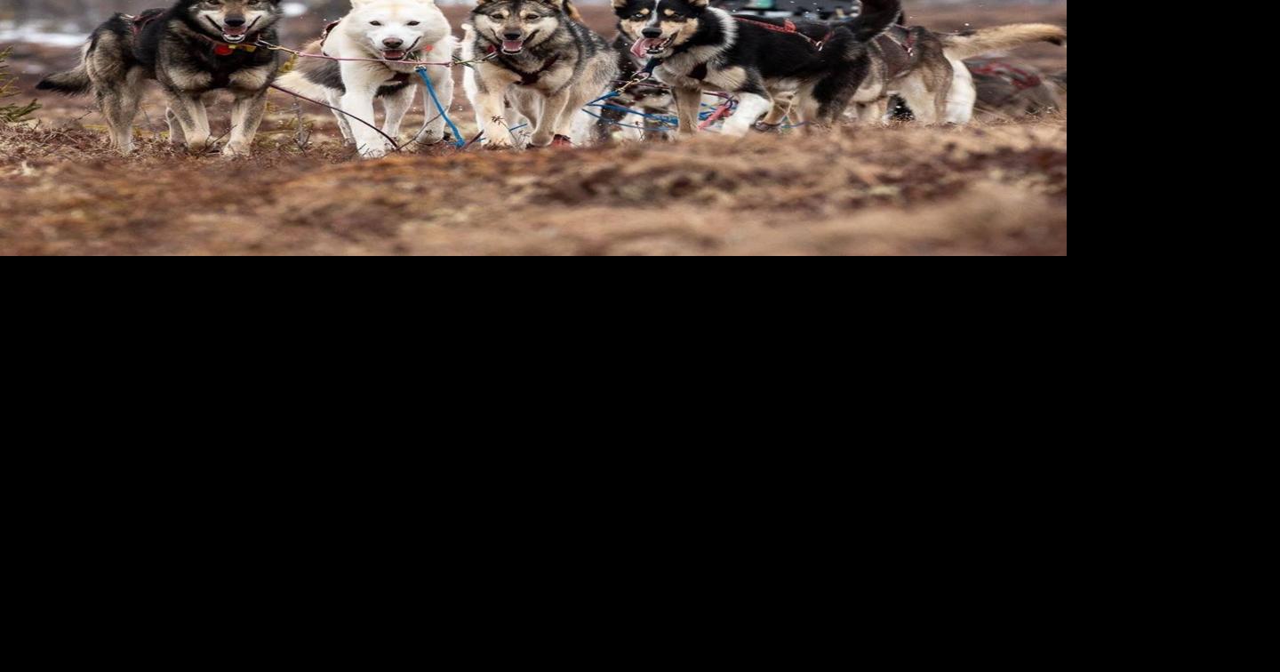 Gonzaga alumna, Victoria Hardwick, finishes the Iditarod | News ...