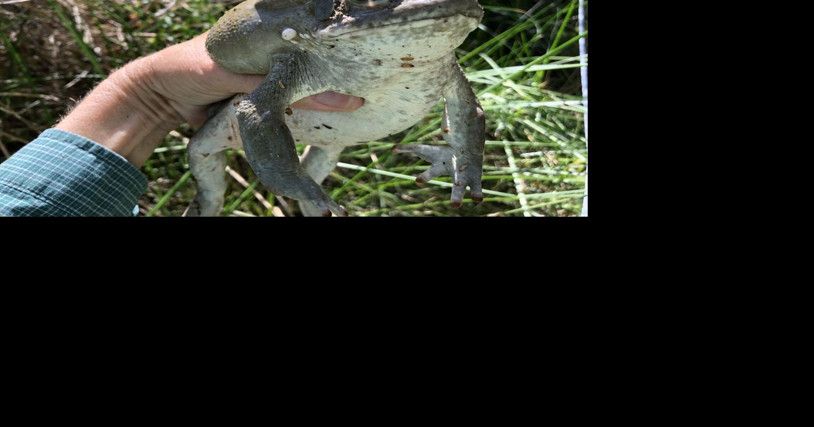 Kindly refrain from licking the toads | Opinion | gonzagabulletin.com