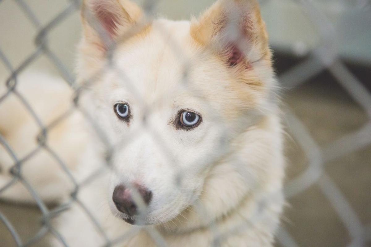 Volunteer opportunities with animals big and small | Arts ...