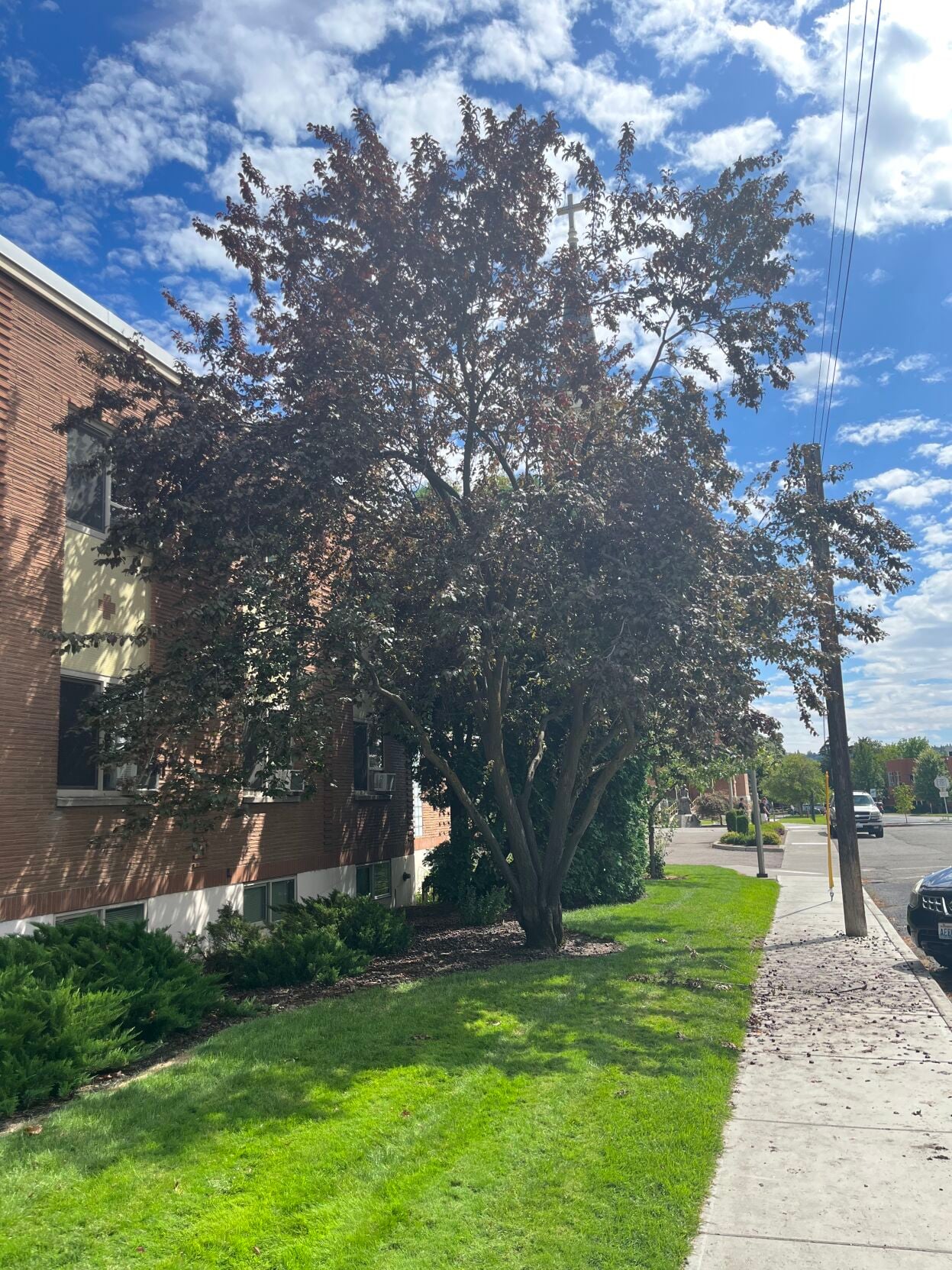 GU's juicy secrets: Sustainability project maps local fruit trees ...