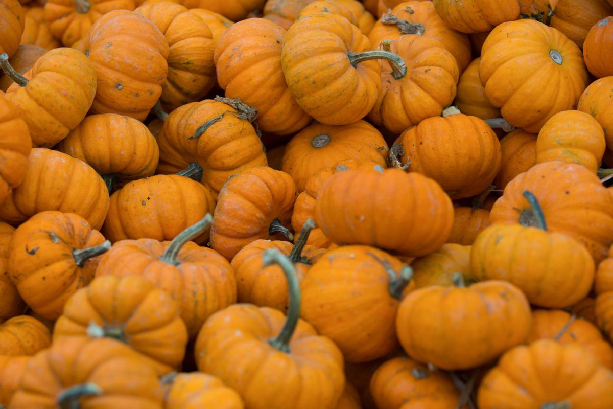 What keeps people coming back to Green Bluff | Arts & Entertainment ...