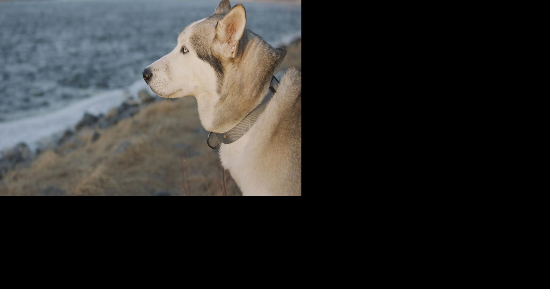 GU alumni release 'The Year of the Dog' to 100 theaters across the ...
