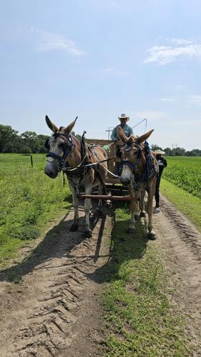 Historic Wagon Rides Coming To Ehmen Park | News | gothenburgleader.com