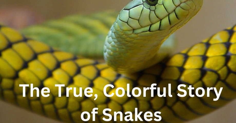 The True, Colorful Story of Snakes | Columns | gothenburgleader.com