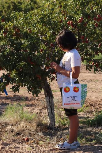 The Science of Peaches | Business | gpkmedia.com