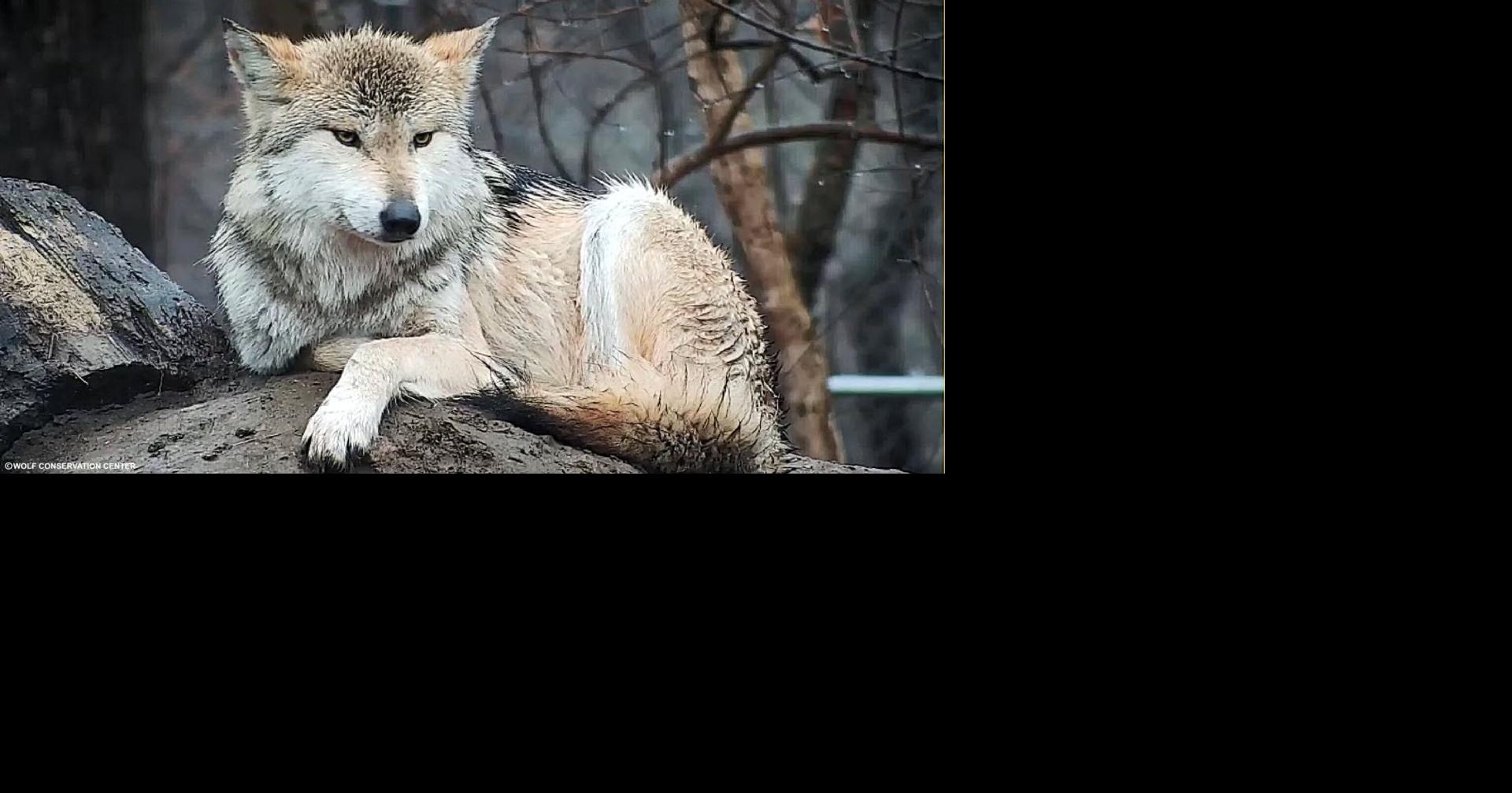 Wolf Pack Moved To Sierra County | News | gpkmedia.com