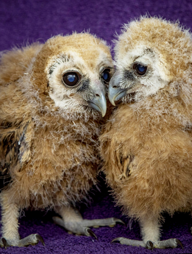 Baby owls hatch for first time at wildlife center | National | gpkmedia.com