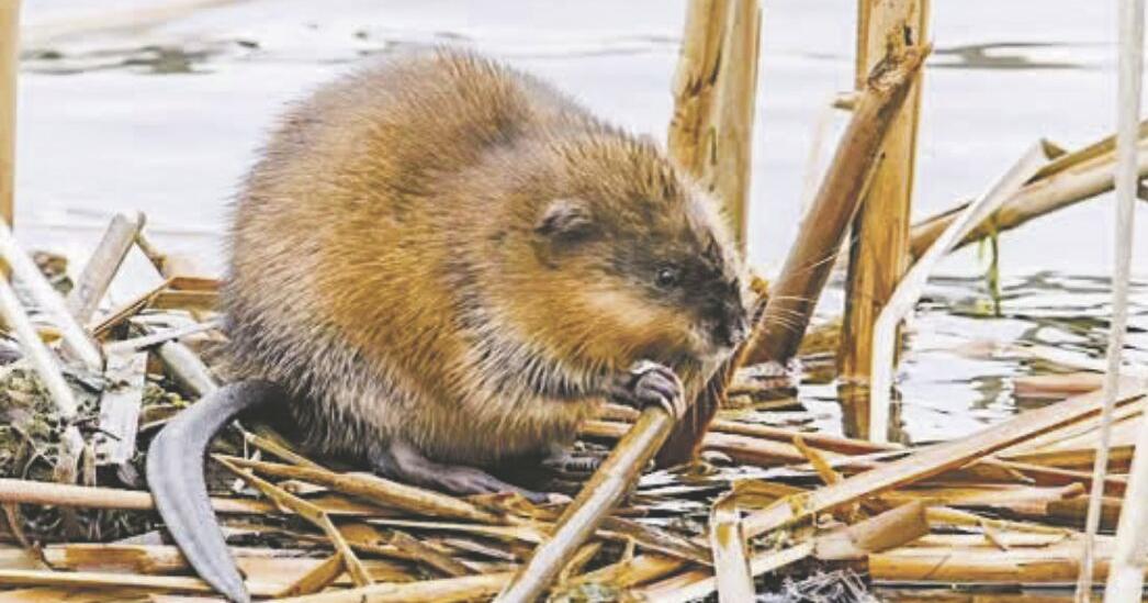 Muskrats Urged Away From Pond | News | gpkmedia.com