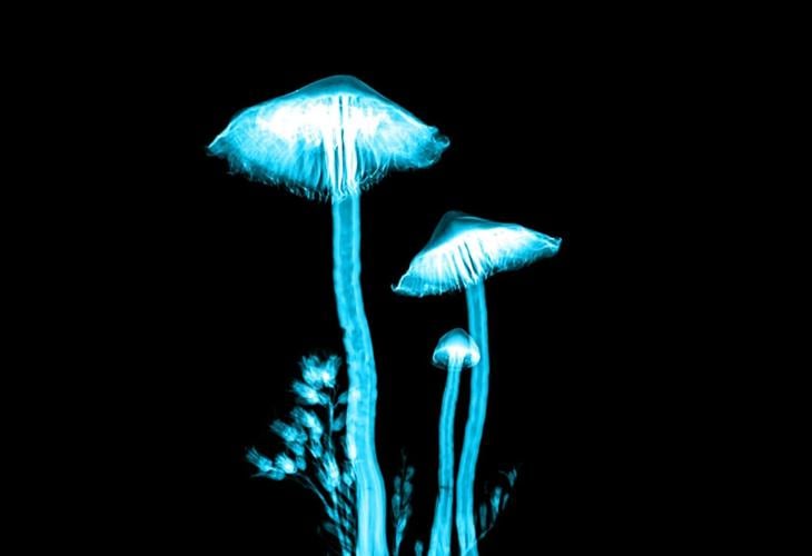 Research shows magic mushrooms make fish lazier and less aggressive ...