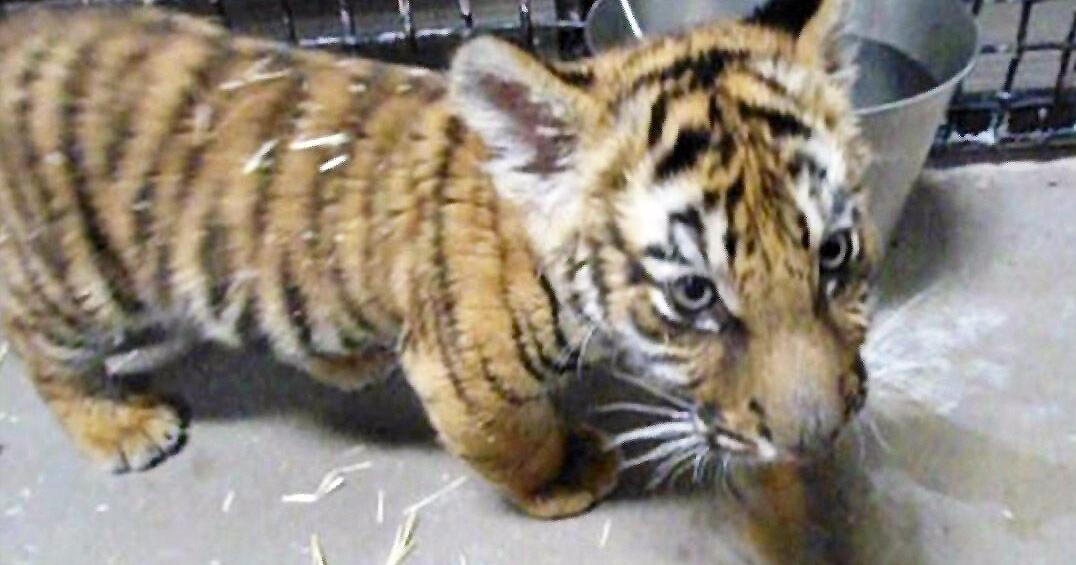 NMDGF Conservation Officers Transfer Tiger Cub To ABQ Biopark | News ...