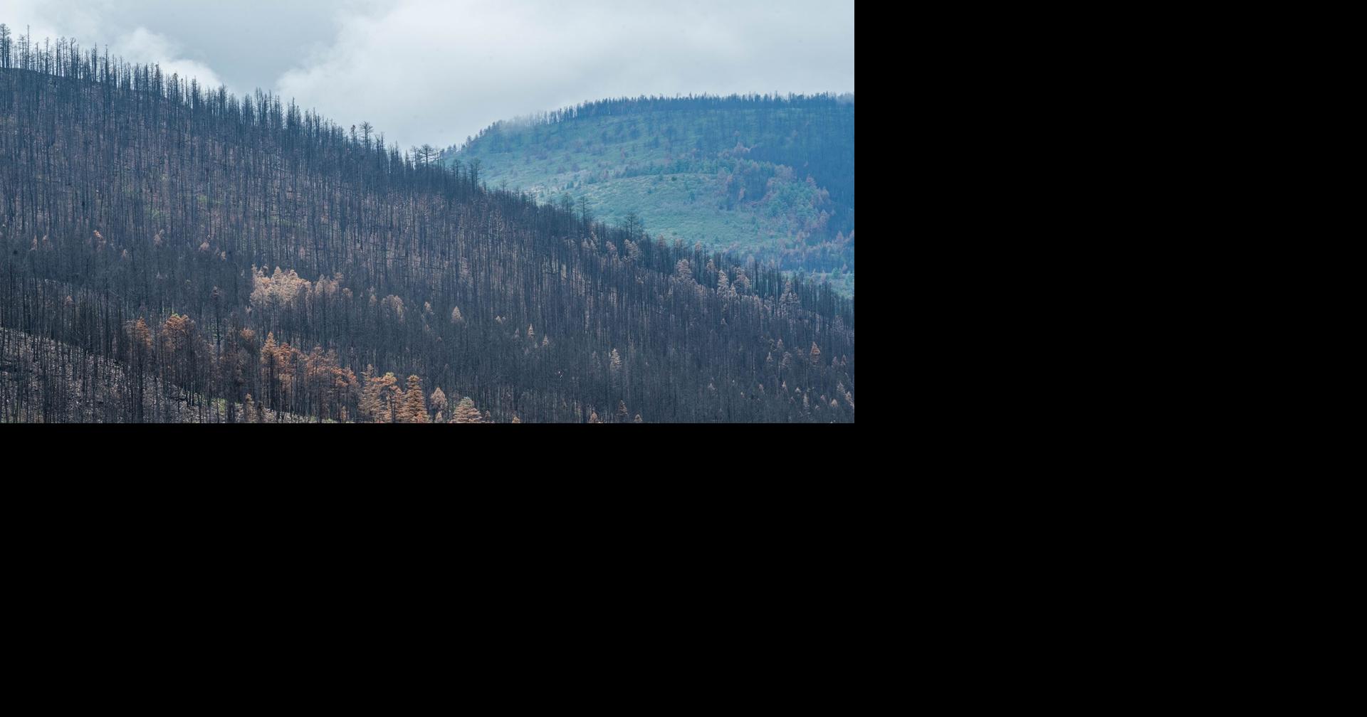 Reforestation Center Receives $8.5 Million In State Funding | News ...