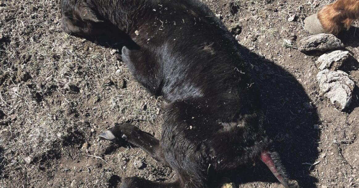 Wolf Depredations Continue Unabated | News | gpkmedia.com