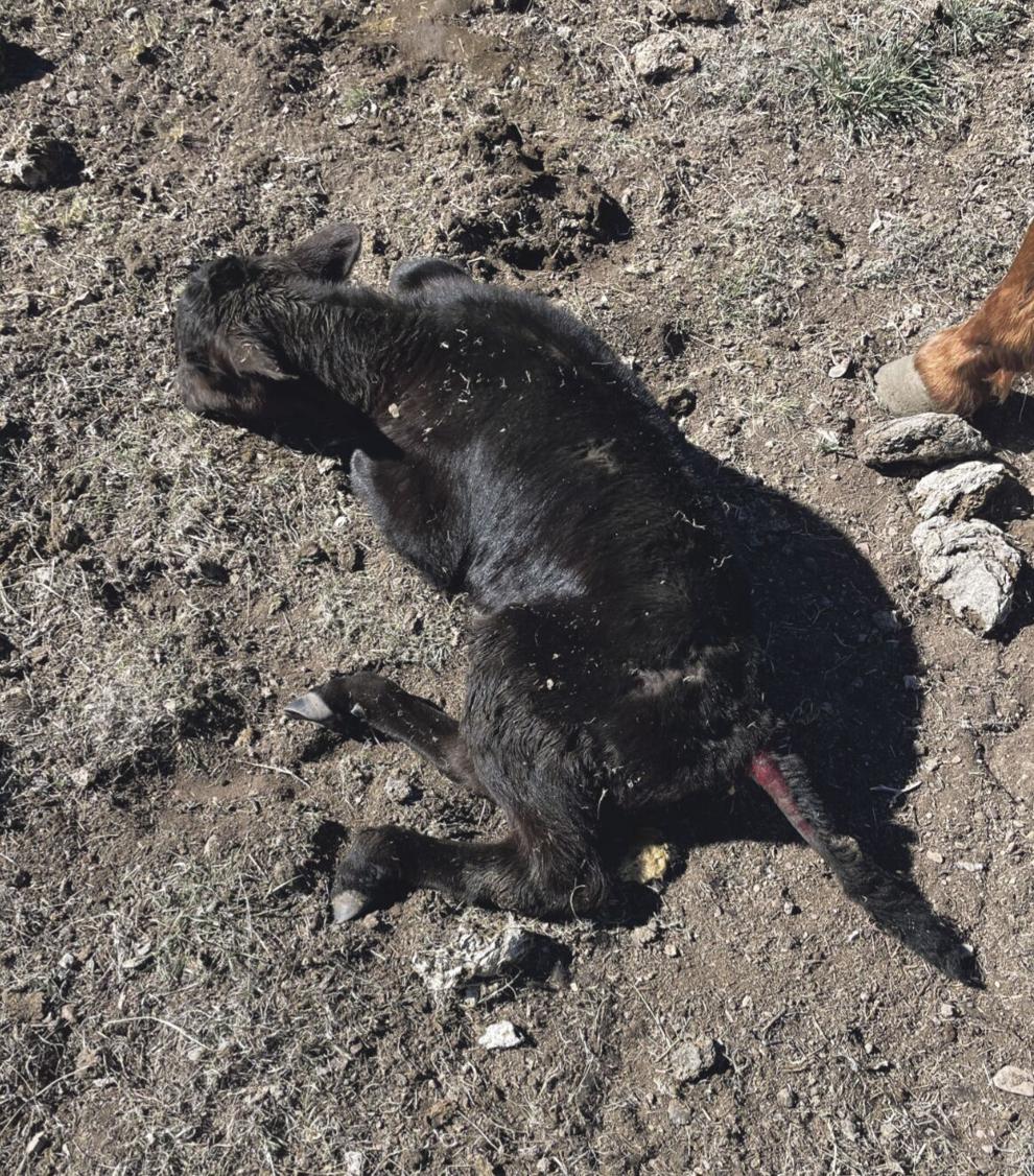 Wolf Depredations Continue Unabated | News | gpkmedia.com