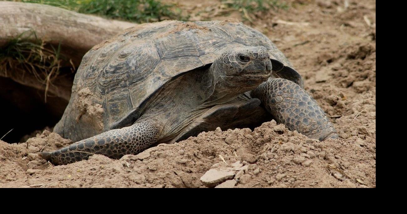 Endangered Bolson Tortoises Released into the Wild | News | gpkmedia.com