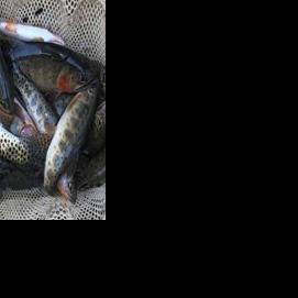 Whirling Disease Detected At Rock Lake State Fish Hatchery | News ...
