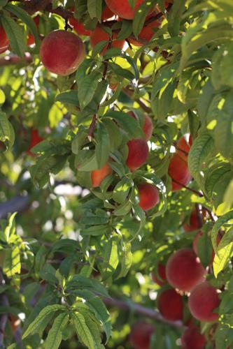 The Science of Peaches | Business | gpkmedia.com