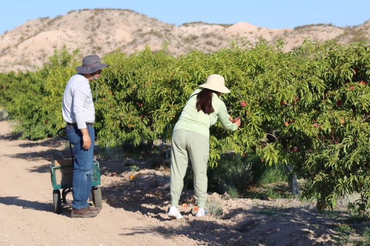 The Science of Peaches | Business | gpkmedia.com