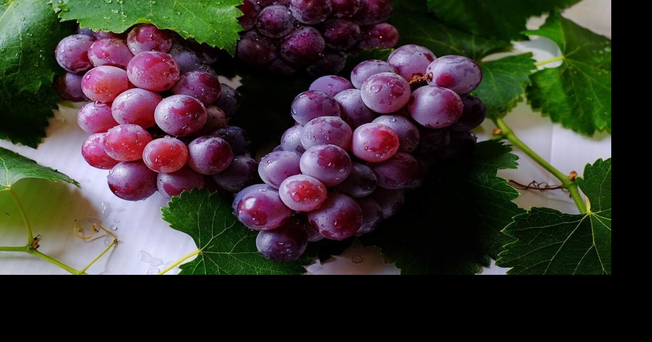 DNA from 2,000-year-old grape seeds reveals origins of modern wine ...