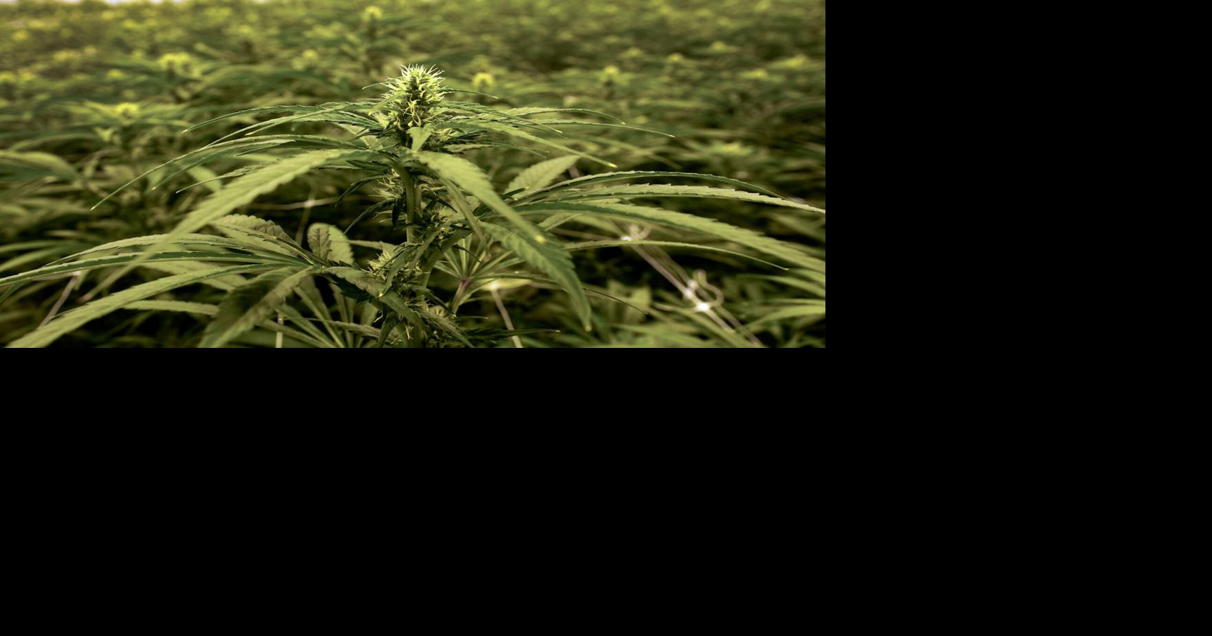 Marijuana tax payouts dip in Michigan amid sales slump | Business ...