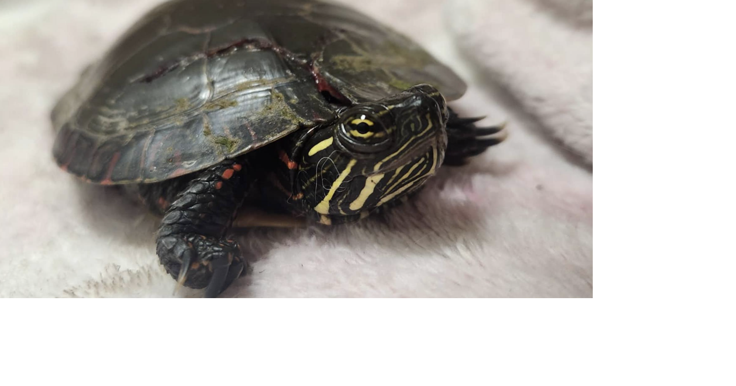 Michigan wildlife rescues overwhelmed with injured turtles during ...